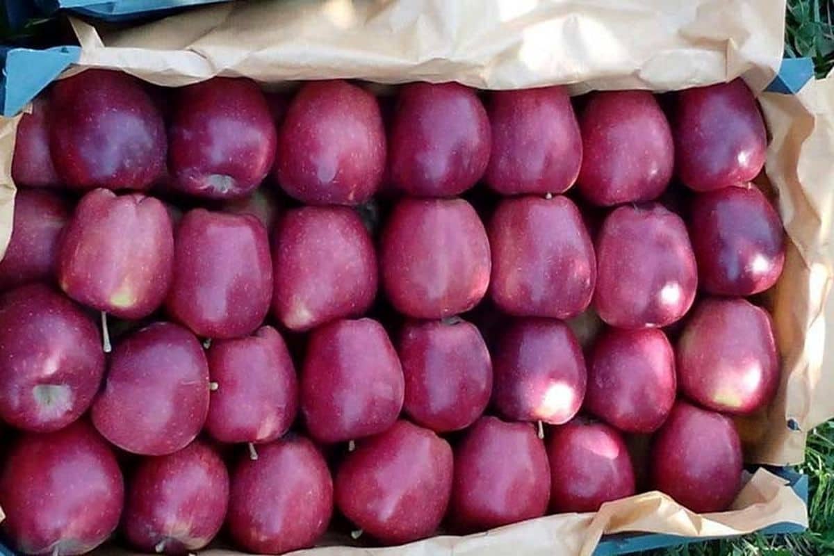 Iran Apple – Iranian Apple Exporter And Supplier