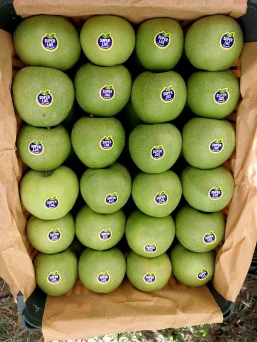 Iran Apple – Iranian Apple Exporter And Supplier