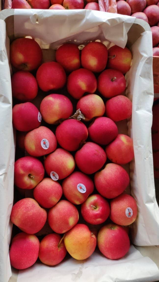 Iran Apple – Iranian Apple Exporter And Supplier