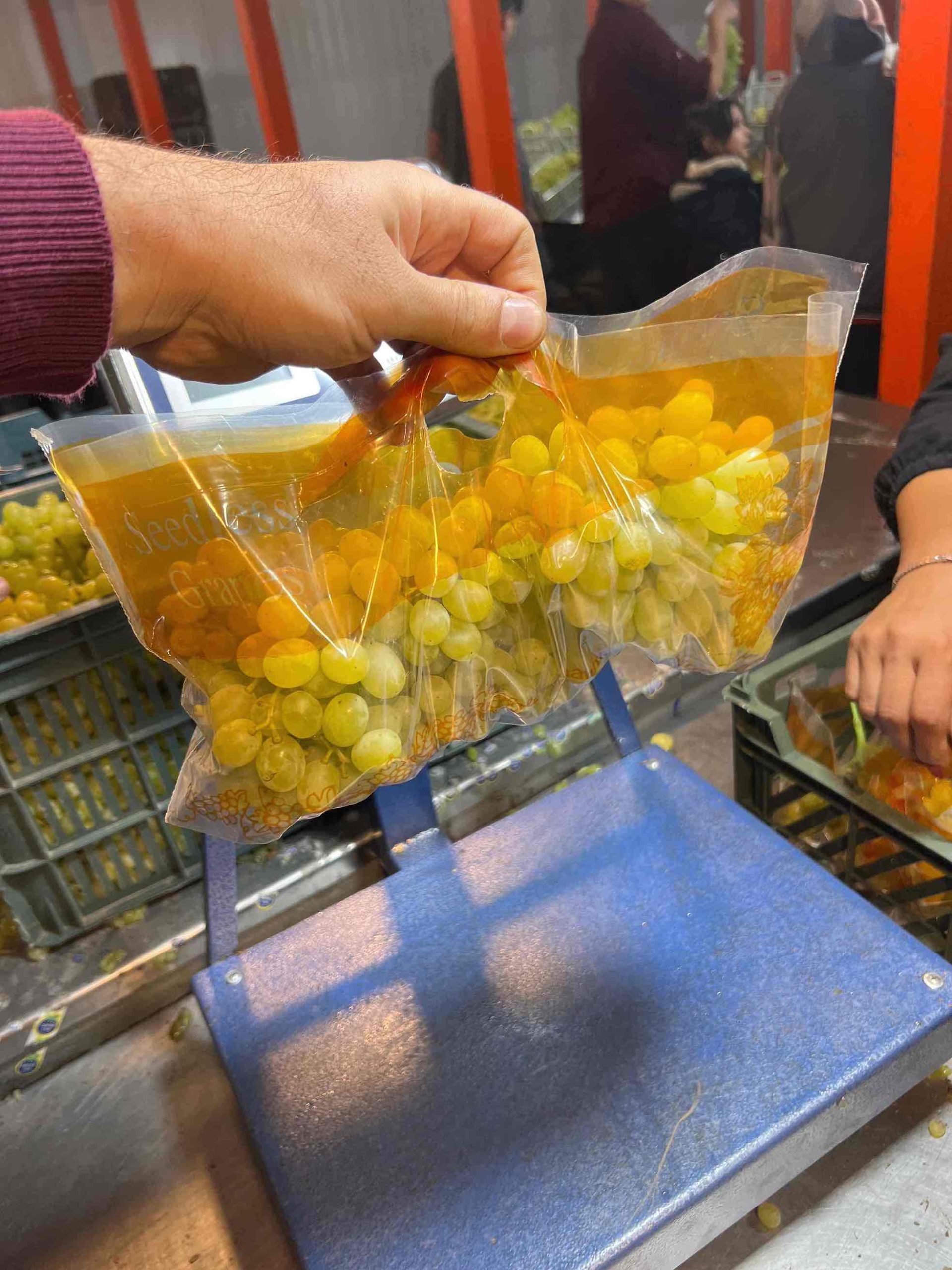 Iran Grapes - Iranian Grapes Exporter And Supplier - DUMAN GROUP