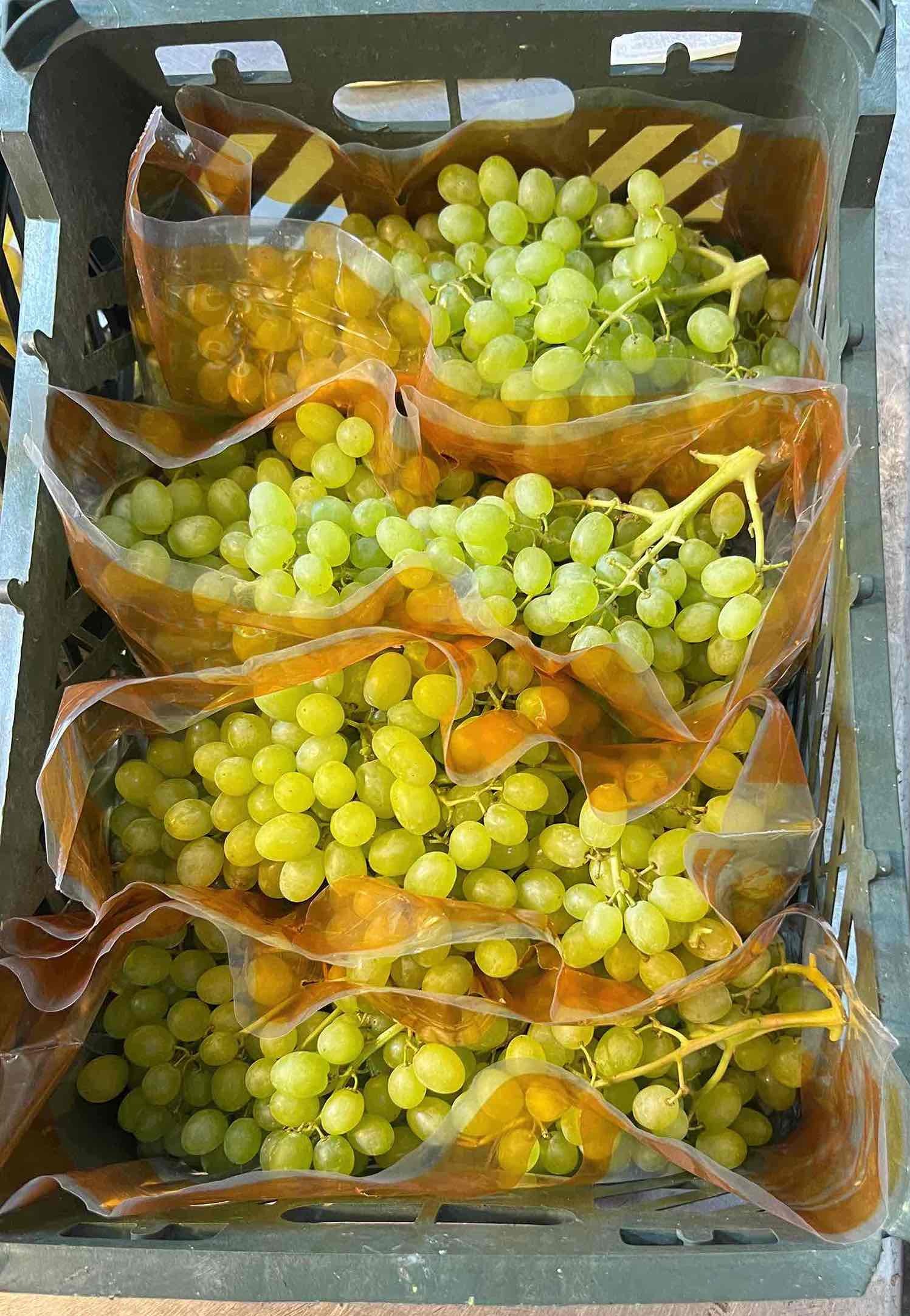 Iran Grapes - Iranian Grapes Exporter And Supplier - DUMAN GROUP